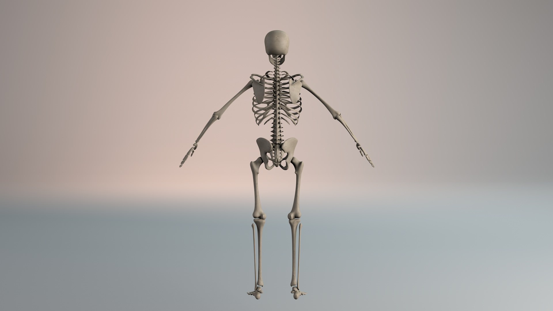 3D Human Skeleton Anatomy - TurboSquid 1746244