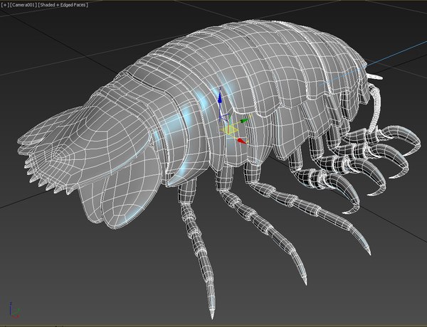 max giant isopod