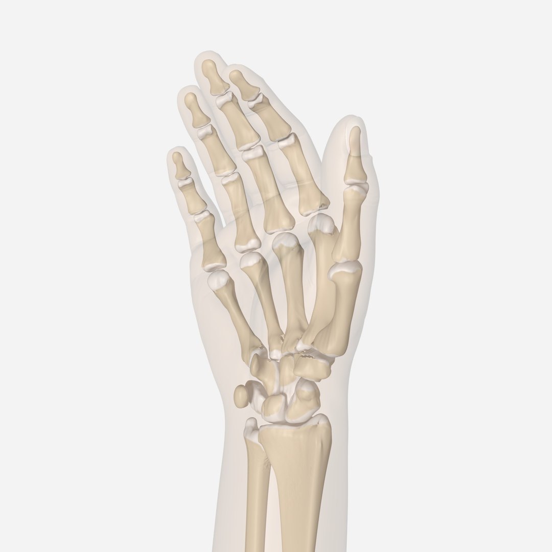 3ds max bones wrist hand