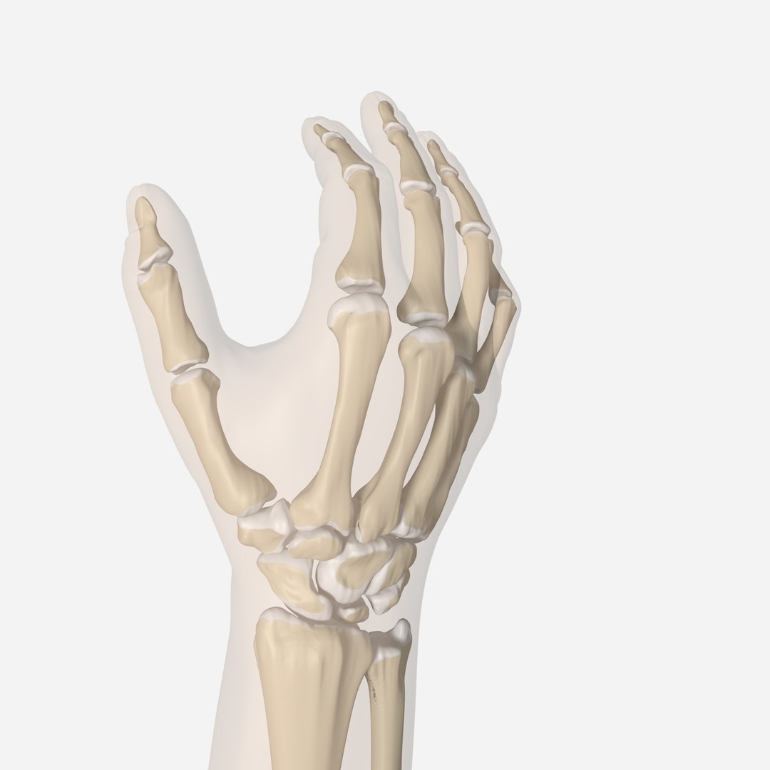 3ds max bones wrist hand