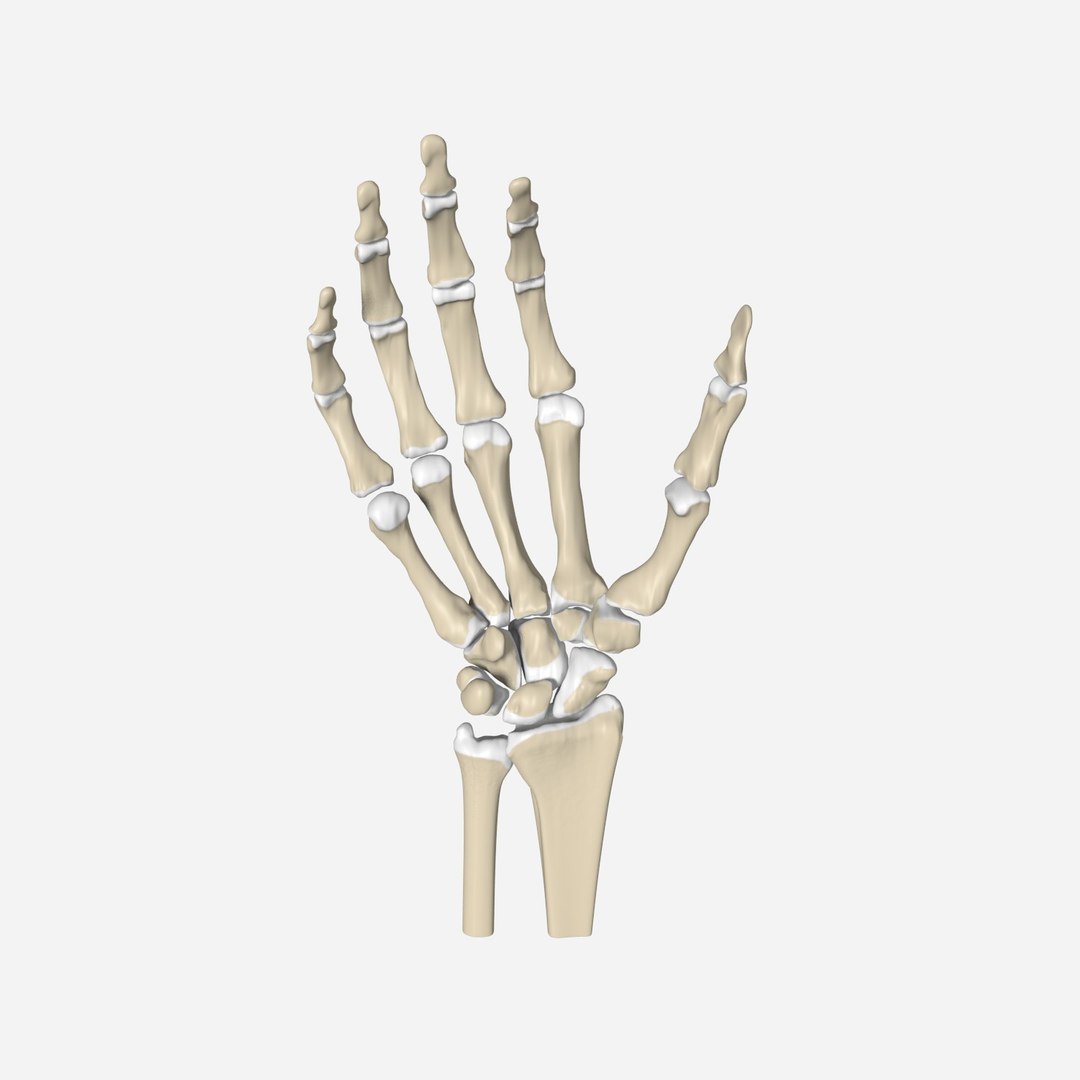 3ds max bones wrist hand