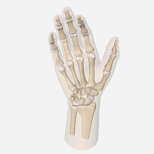 Skeletal Hand 3D Models for Download | TurboSquid