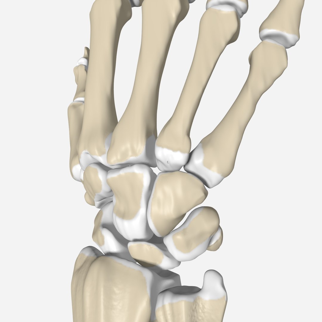 3ds max bones wrist hand