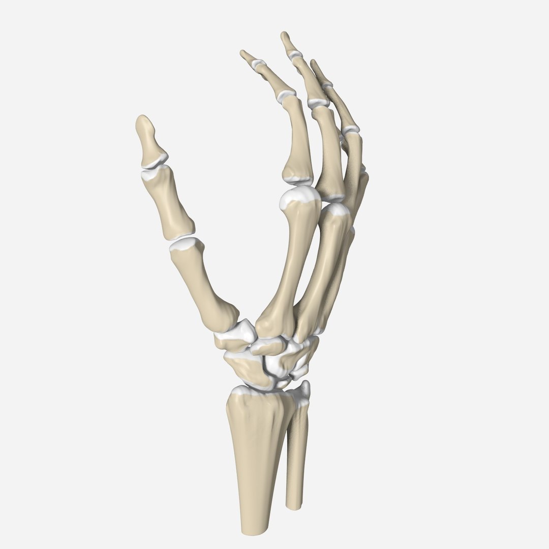 3ds max bones wrist hand