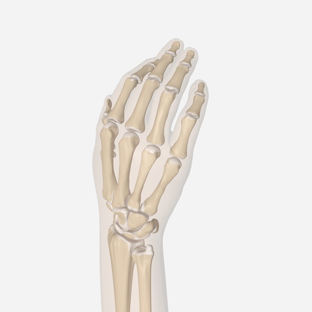 3ds max bones wrist hand