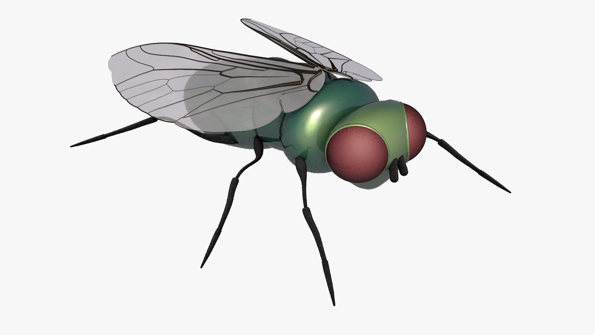 3D Fly - TurboSquid 1734683