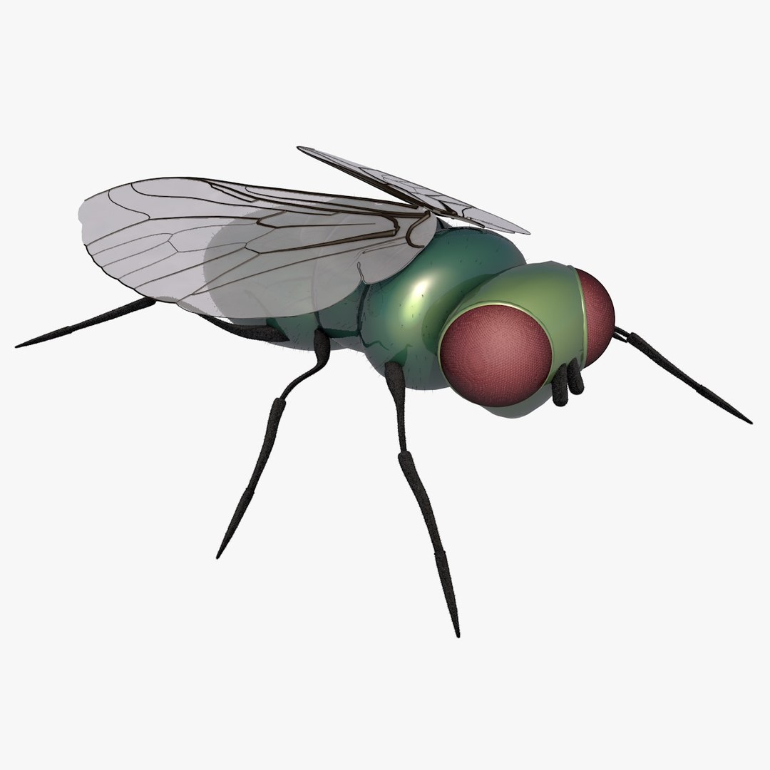3D Fly - TurboSquid 1734683