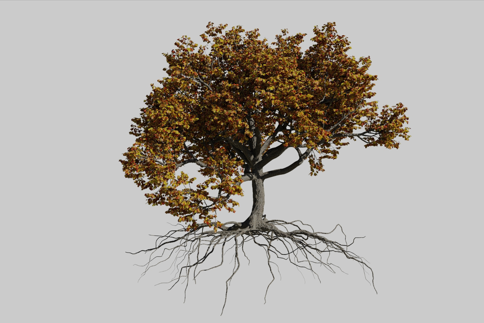 3D Oak Autumn 3 Tree - TurboSquid 1377496
