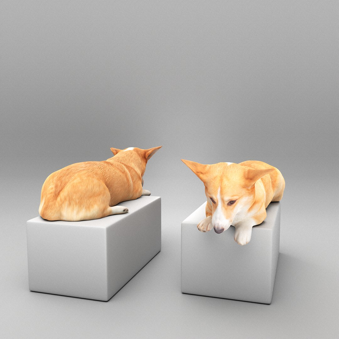 3D Welsh Corgi 44 Model - TurboSquid 2144228