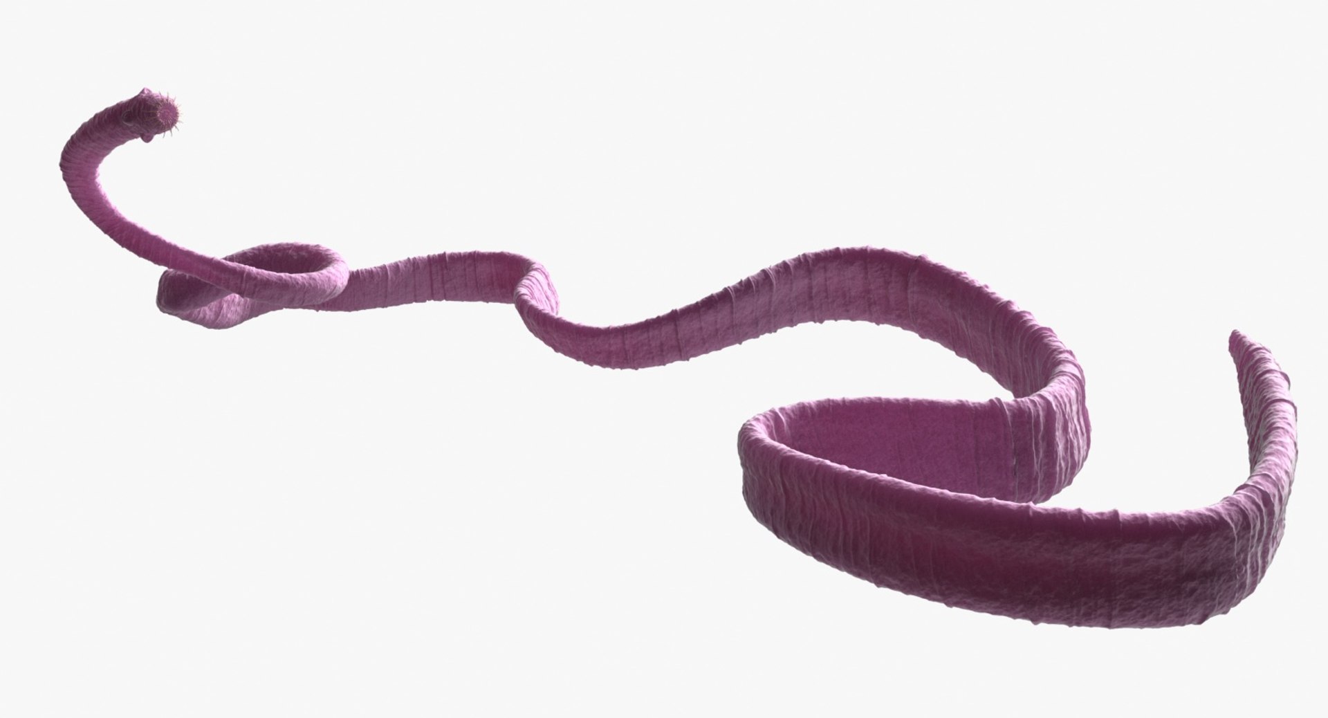 Tapeworm 3D Model - TurboSquid 1398055