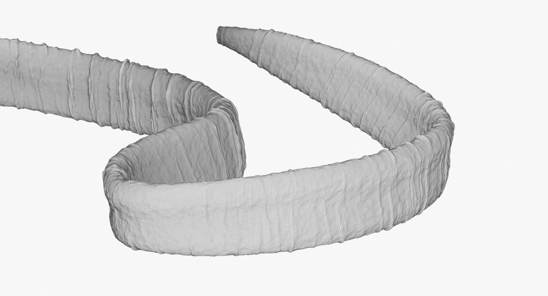 Tapeworm 3D Model - TurboSquid 1398055