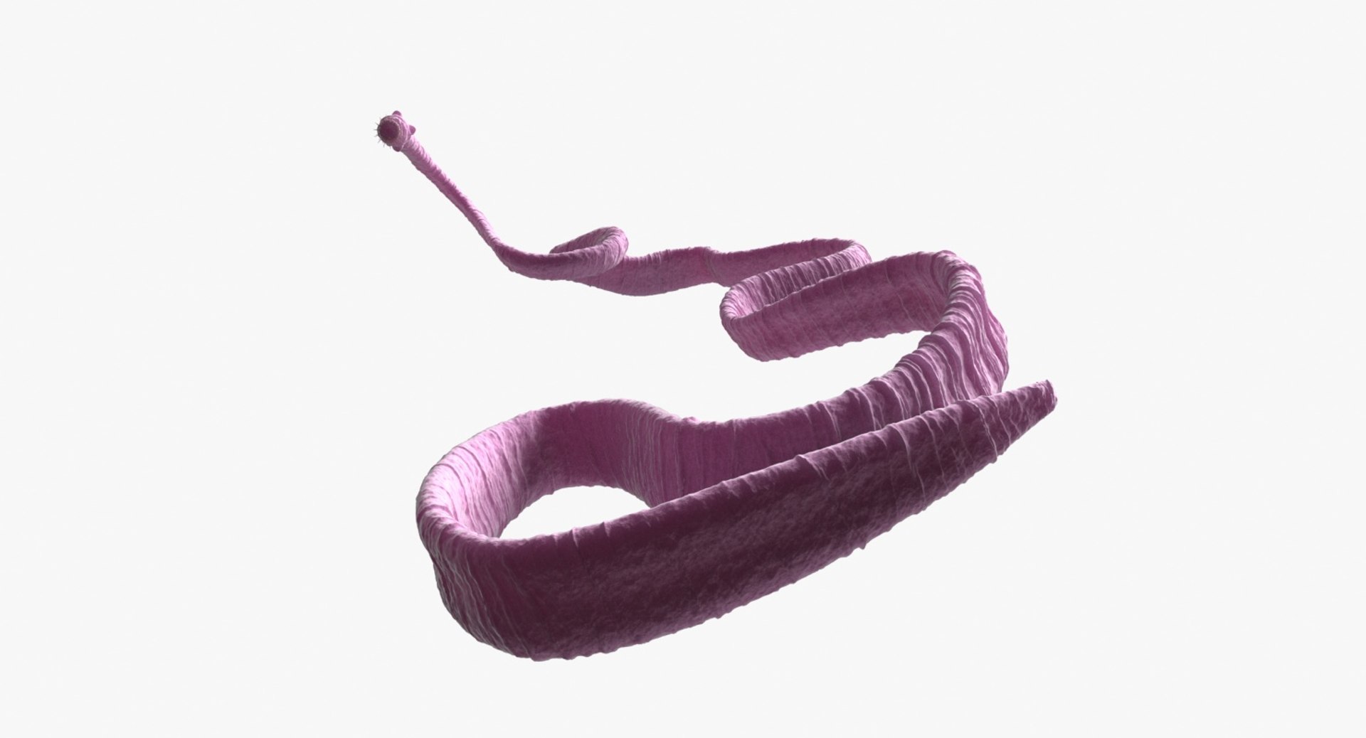 Tapeworm 3D Model - TurboSquid 1398055