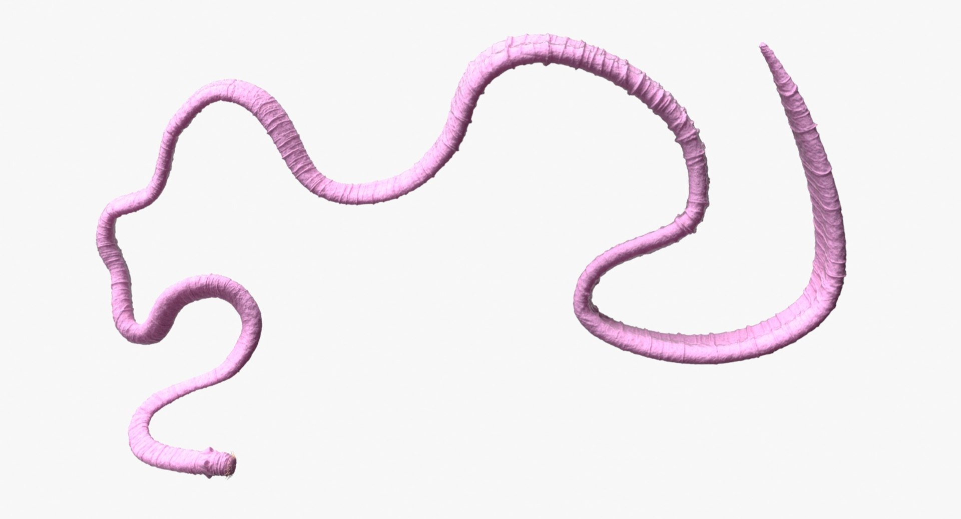 Tapeworm 3D Model - TurboSquid 1398055