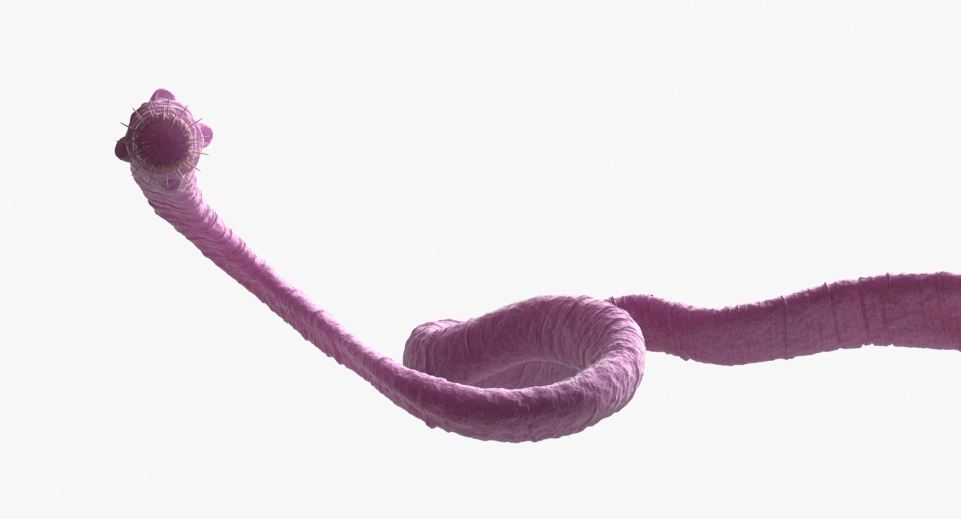 Tapeworm 3D Model - TurboSquid 1398055