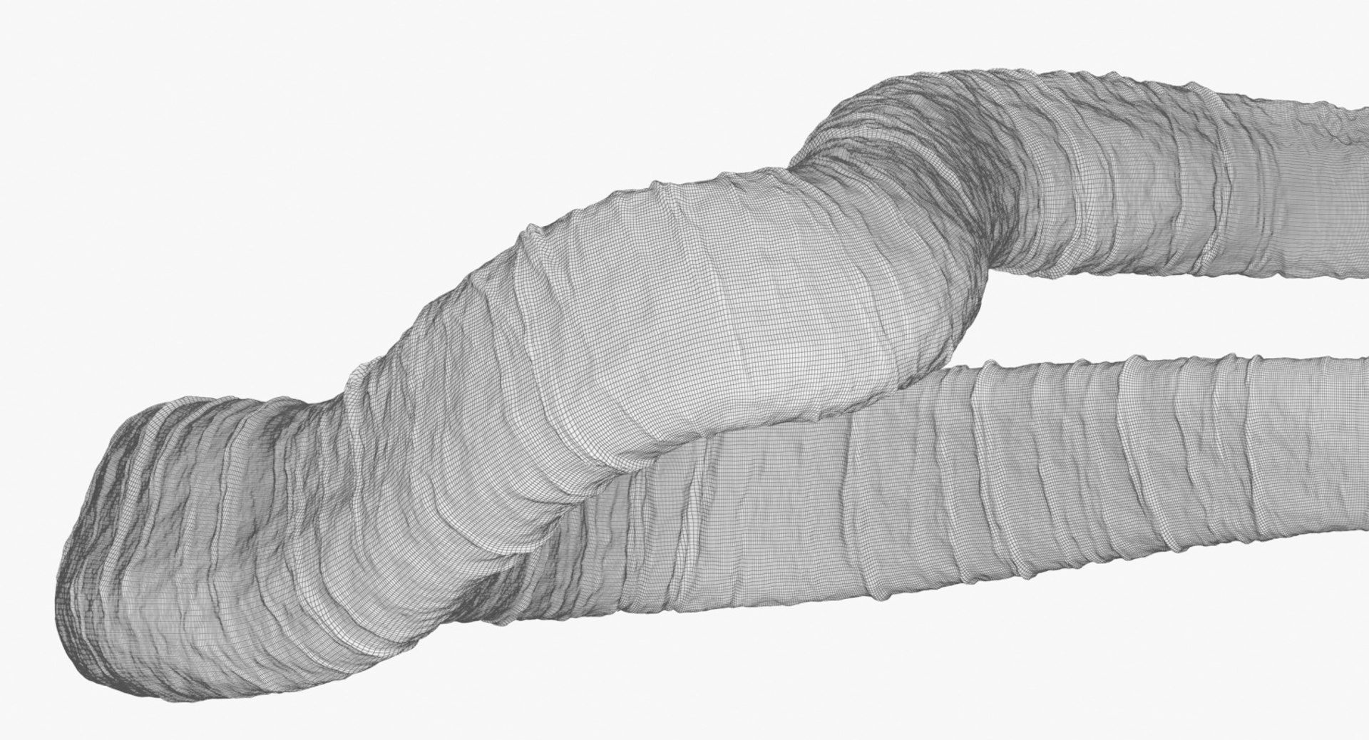 Tapeworm 3D Model - TurboSquid 1398055