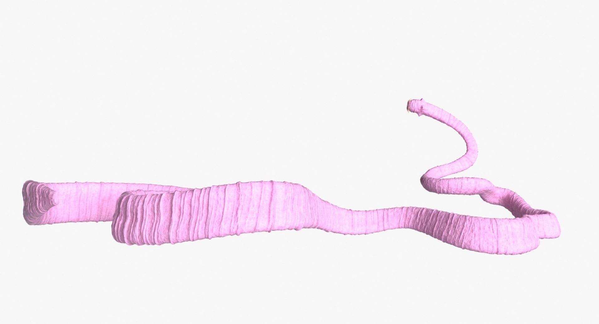 Tapeworm 3D Model - TurboSquid 1398055