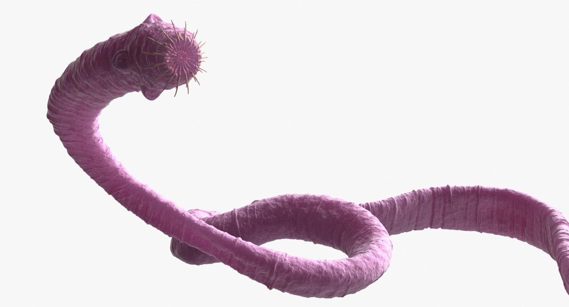 Tapeworm 3D Model - TurboSquid 1398055