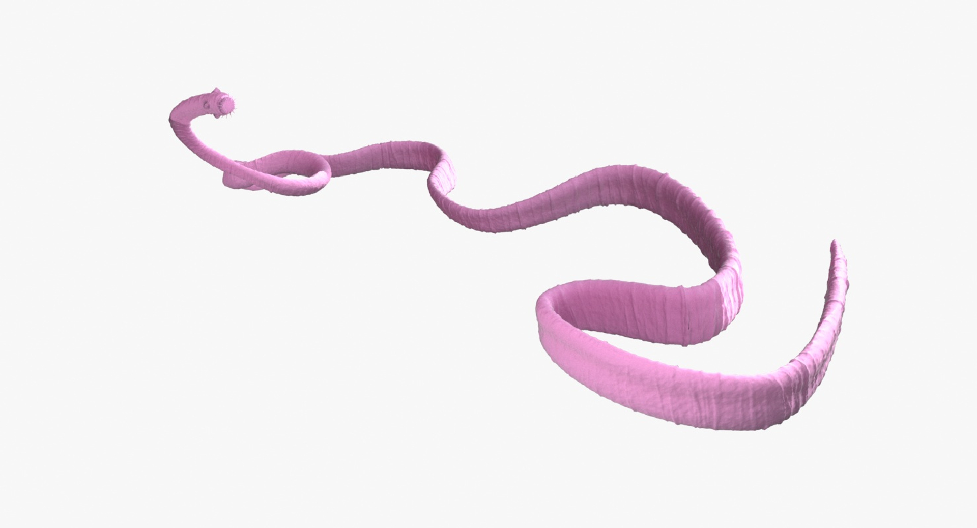 Tapeworm 3D Model - TurboSquid 1398055