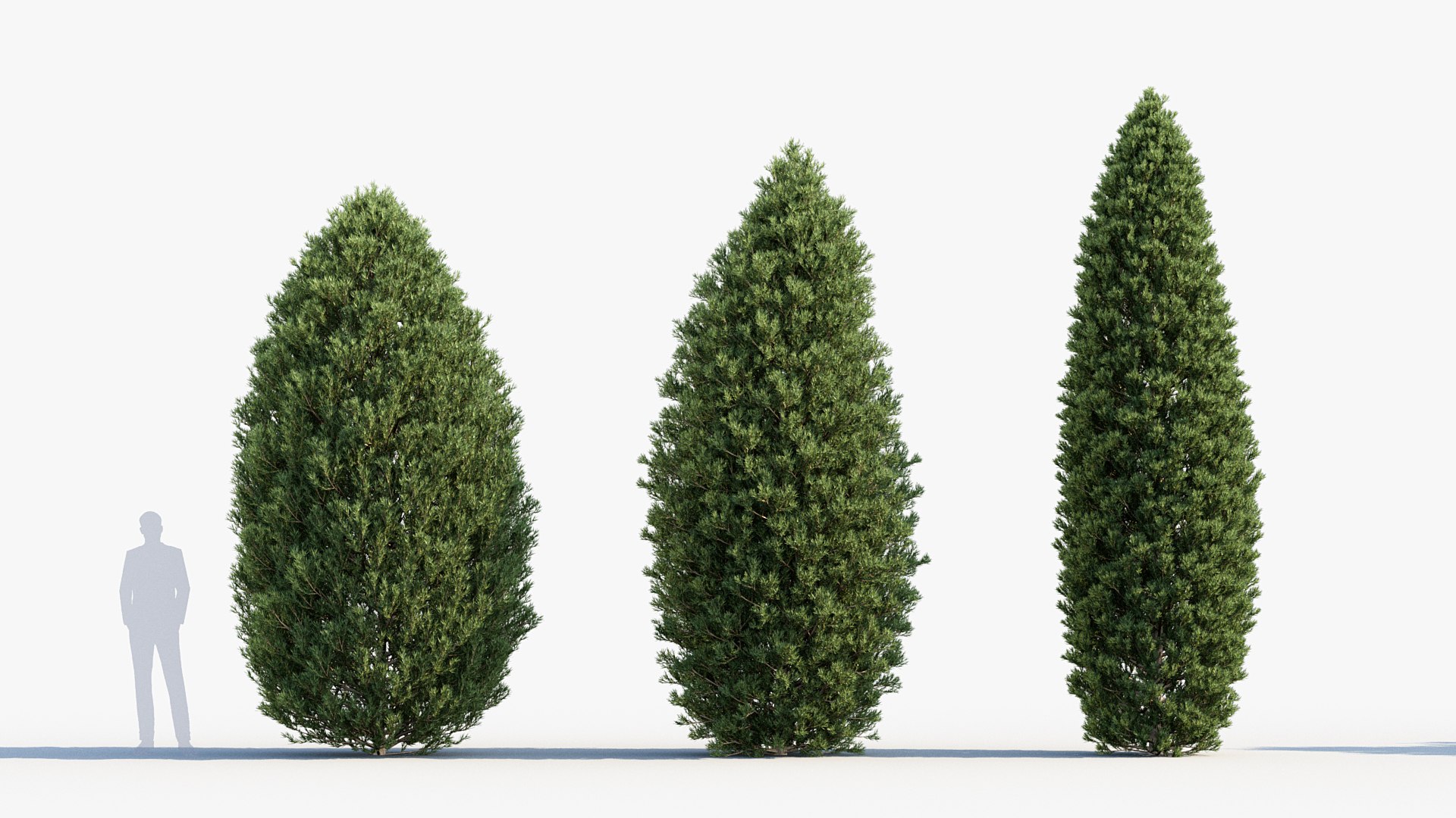 Juniperus Communis Common Juniper 3D Model - TurboSquid 2048912