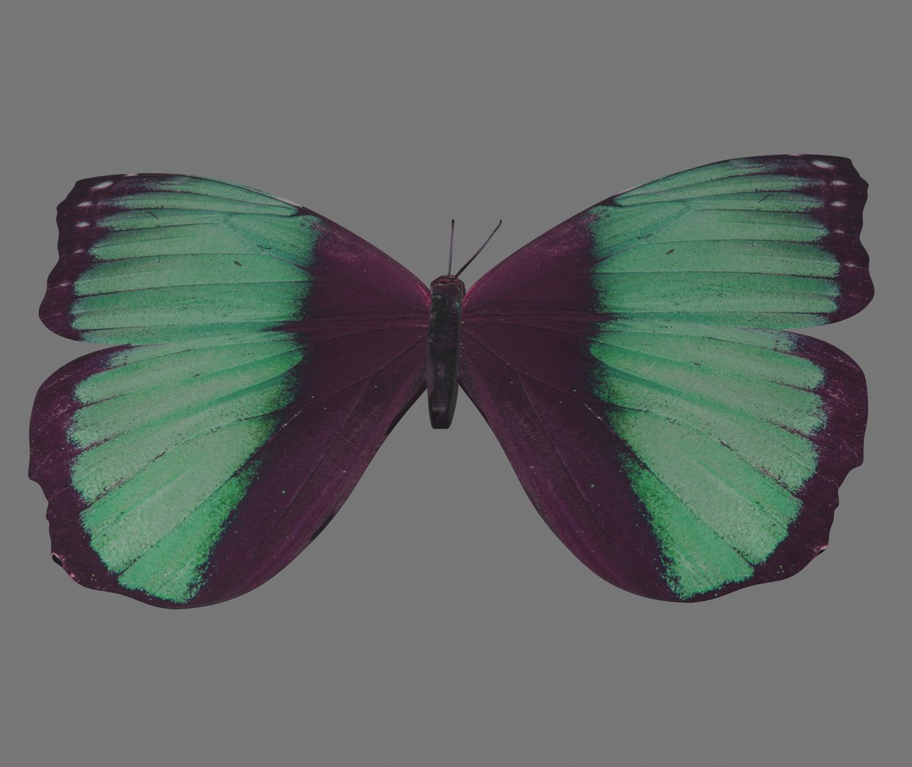 3D Butterfly Model - TurboSquid 1963150