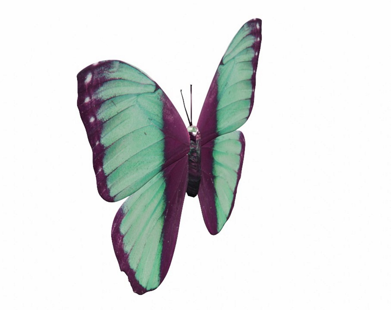 3D Butterfly Model - TurboSquid 1963150