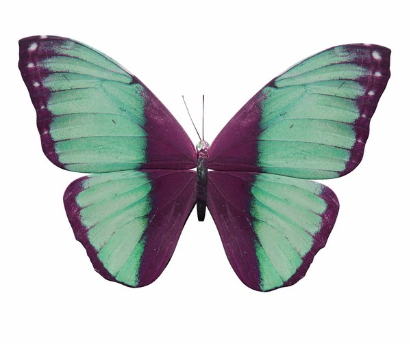 modelo 3d Mariposa - TurboSquid 1963150