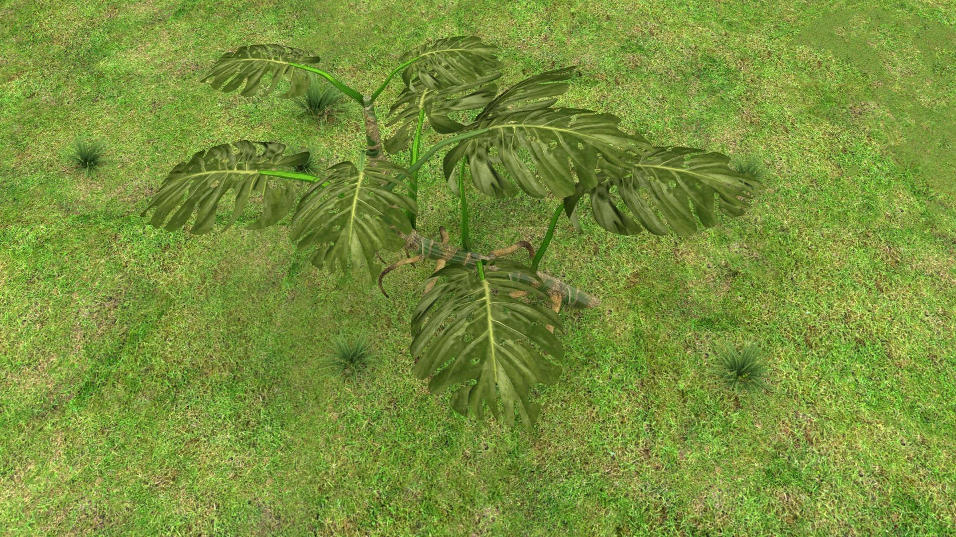 3D Monstera Plant model - TurboSquid 1729688