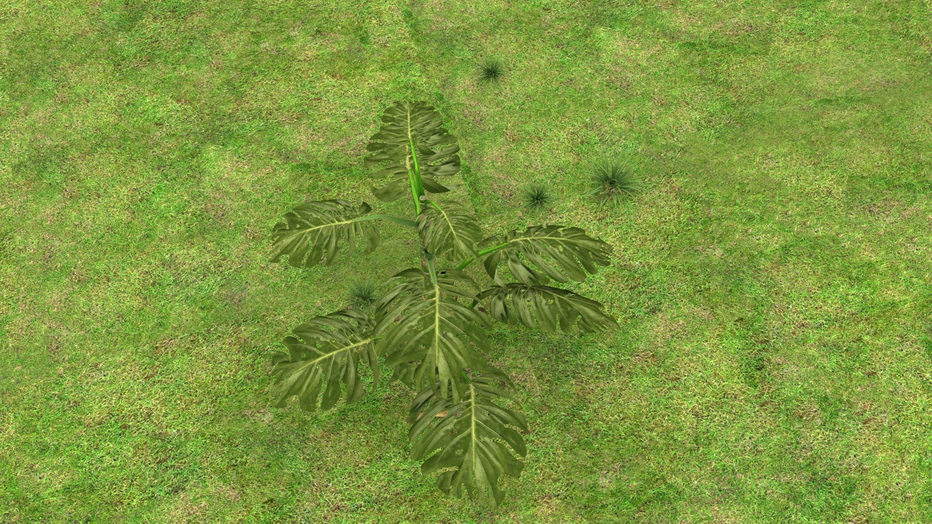 3D Monstera Plant model - TurboSquid 1729688