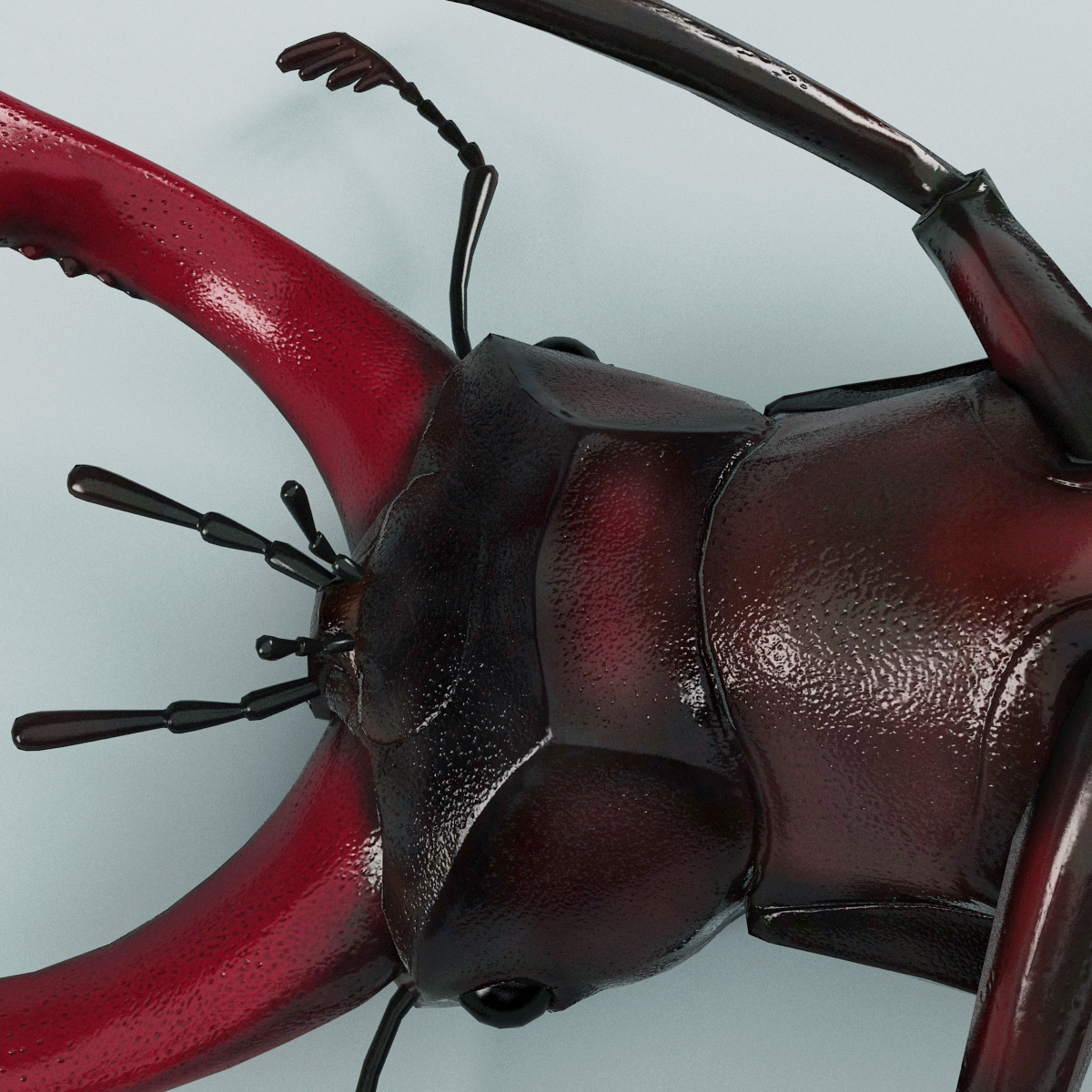 insects v6 3d model