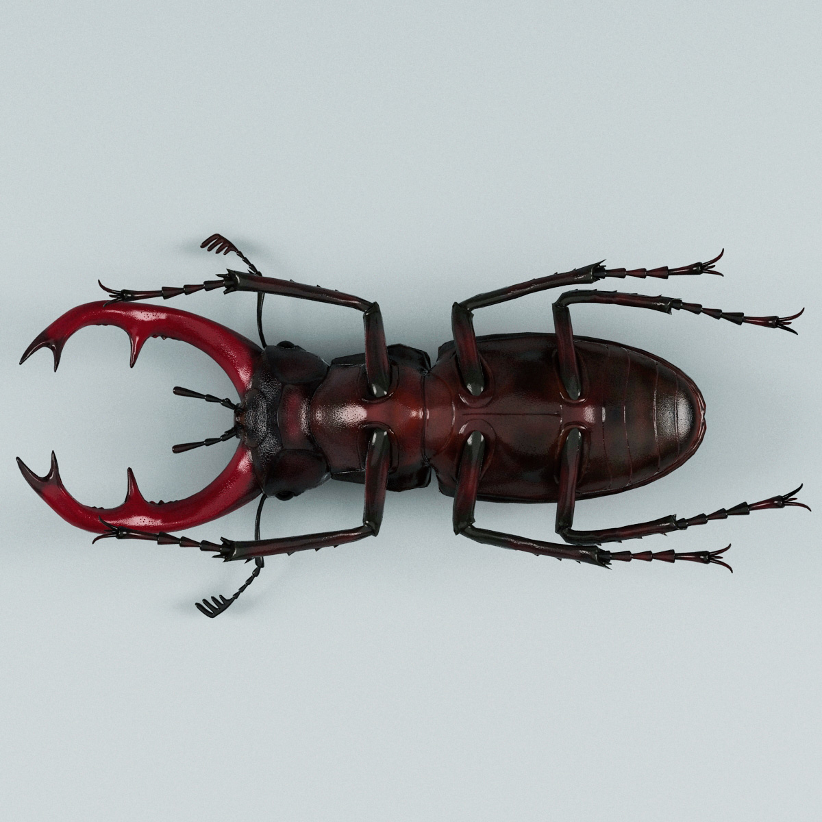 insects v6 3d model