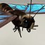 Insects V6 3d Model