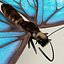 Insects V6 3d Model