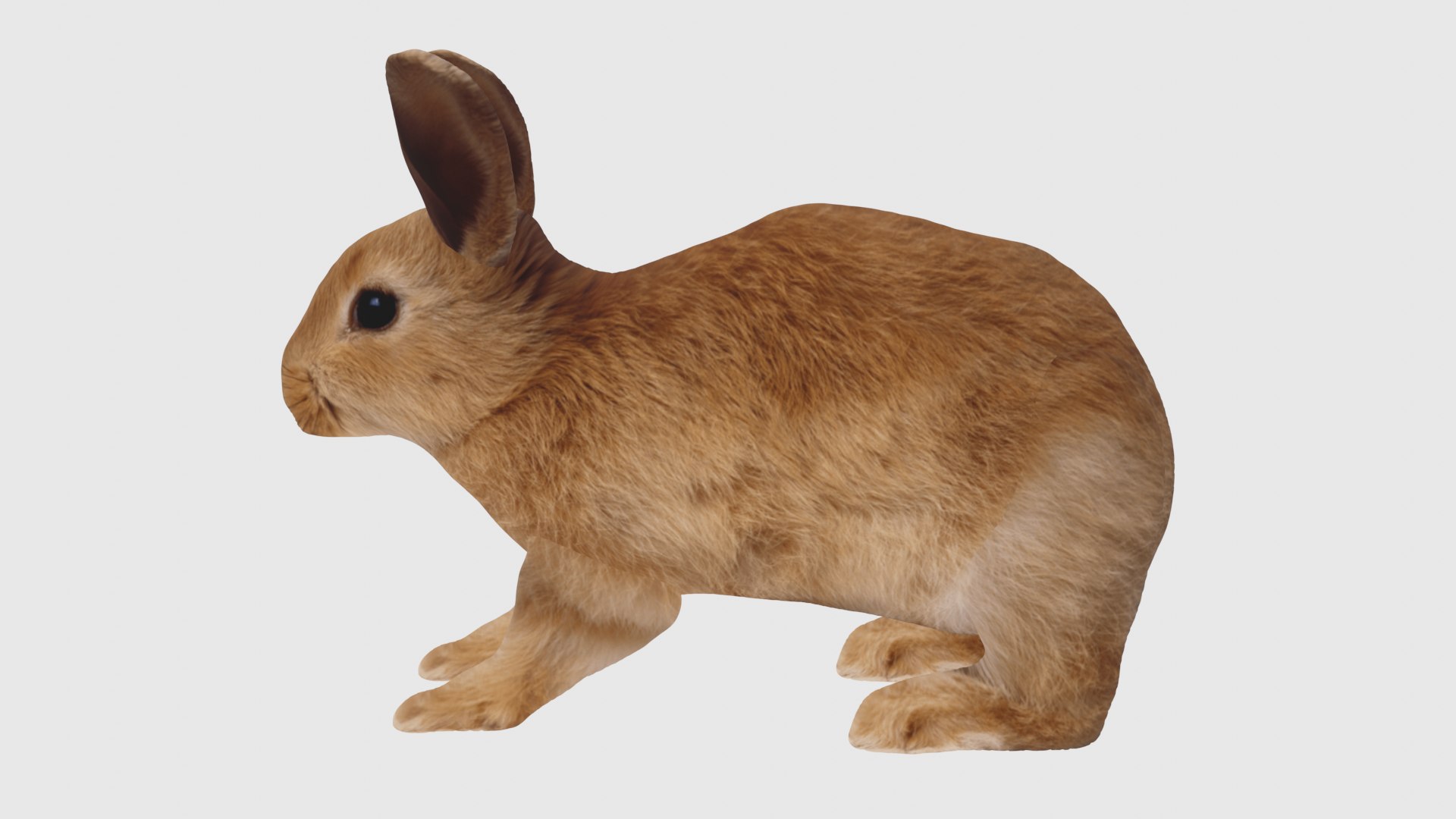 3D Low Poly Rabbit Rigged With Realistic Texture Model - TurboSquid 1876156