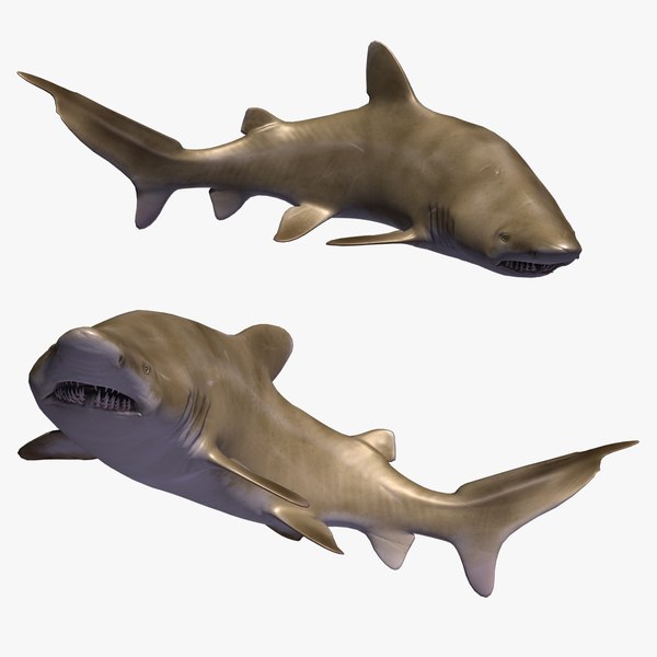 shark games 3d model
