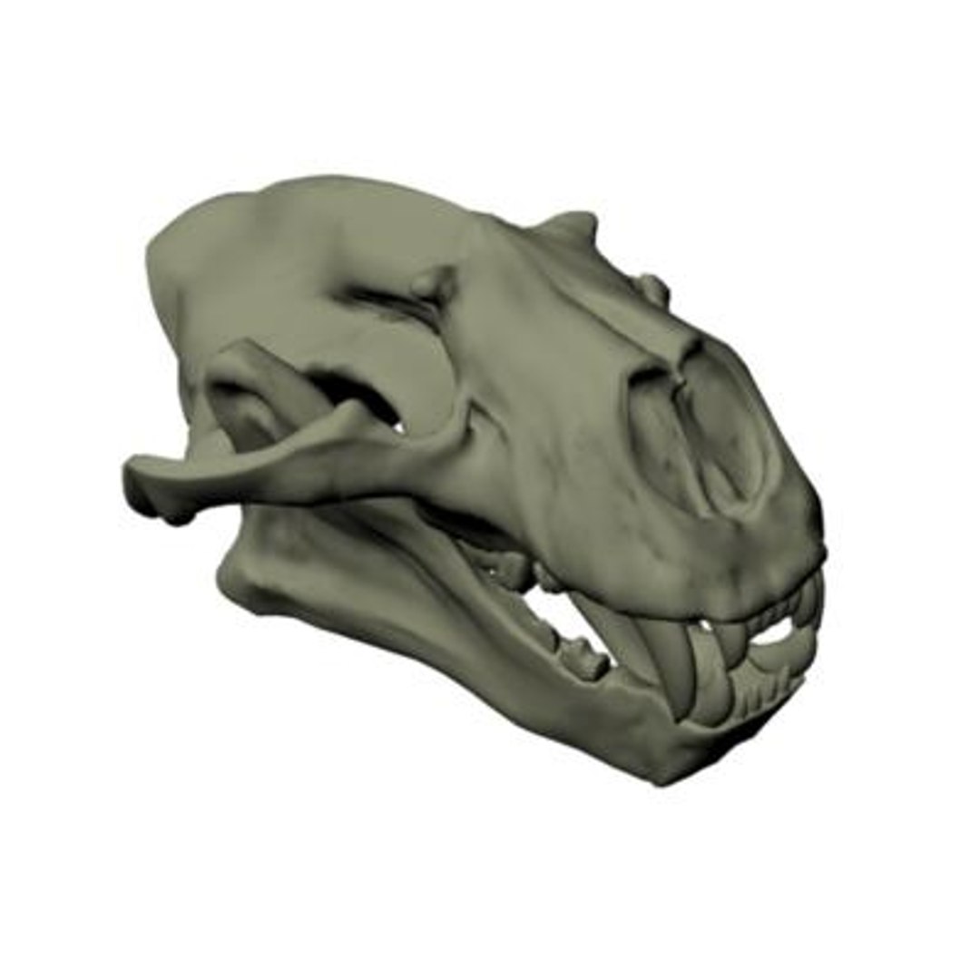 Lion Skull 3d Model