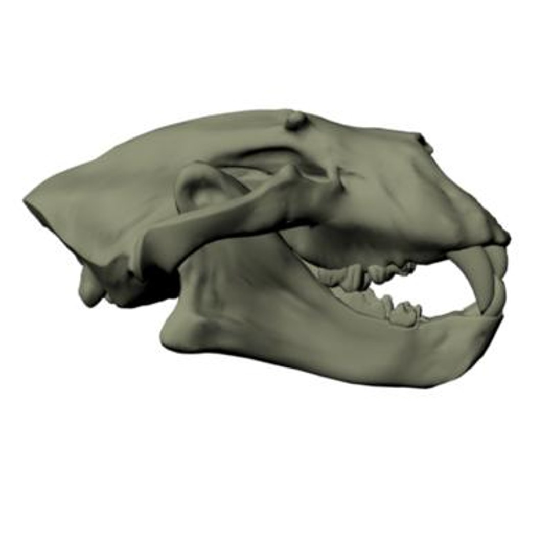 Lion Skull 3d Model