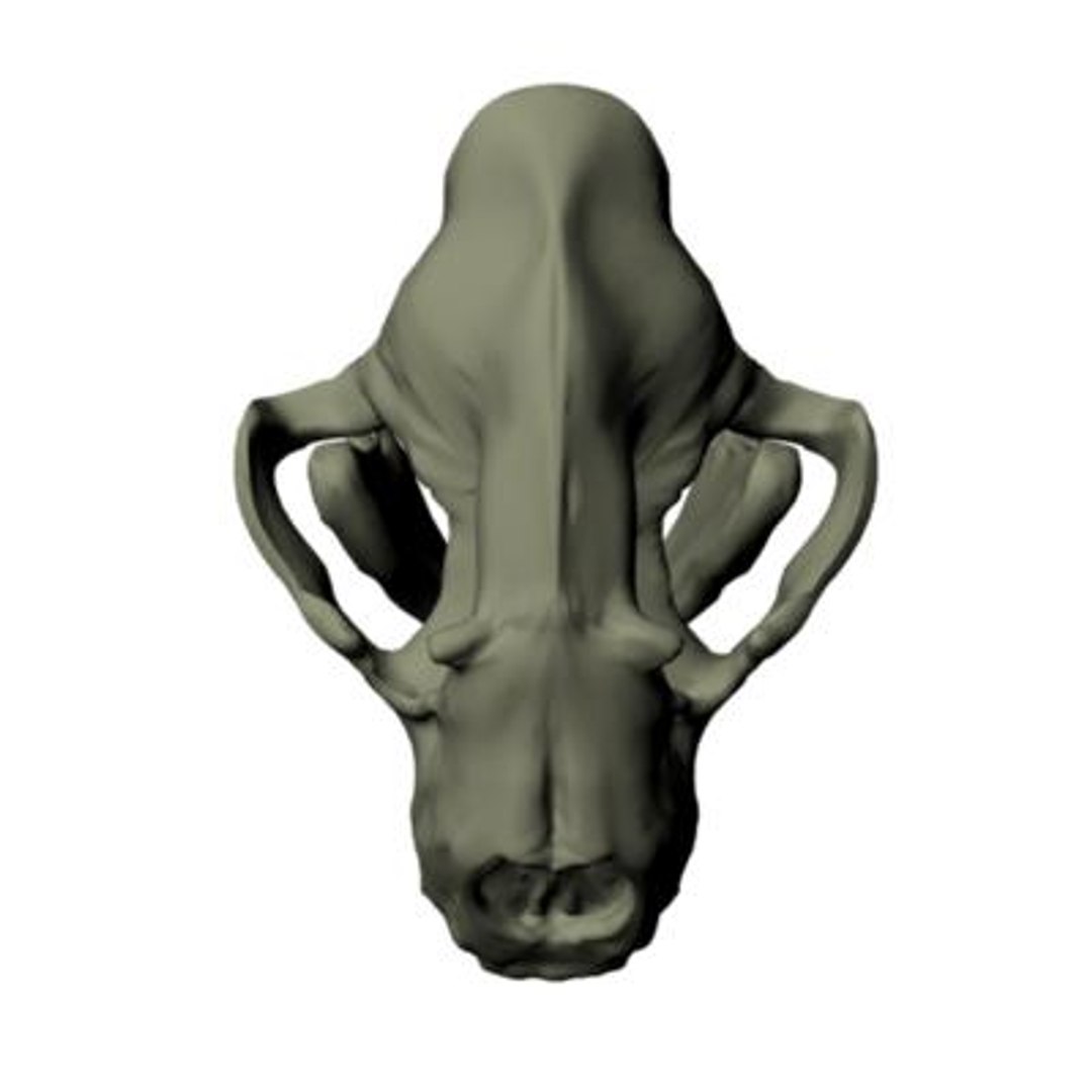 Lion Skull 3d Model