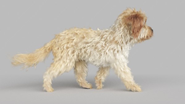 애니메이션 개 Cavoodle 3D 모델 - TurboSquid 1446746
