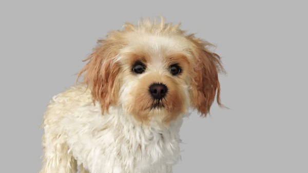 3D Cavapoo Models | TurboSquid