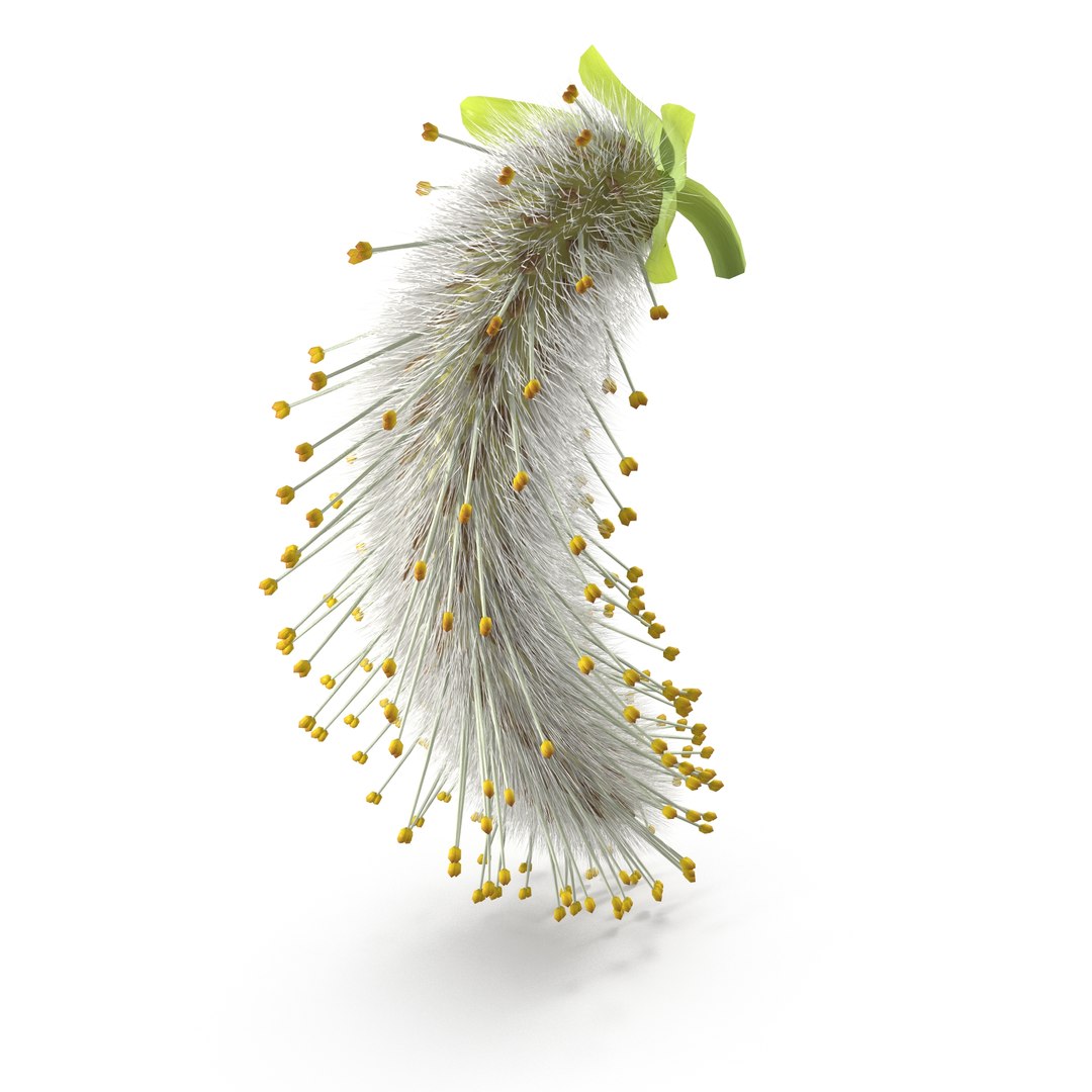 Salix Discolor 3D Model - TurboSquid 2212307