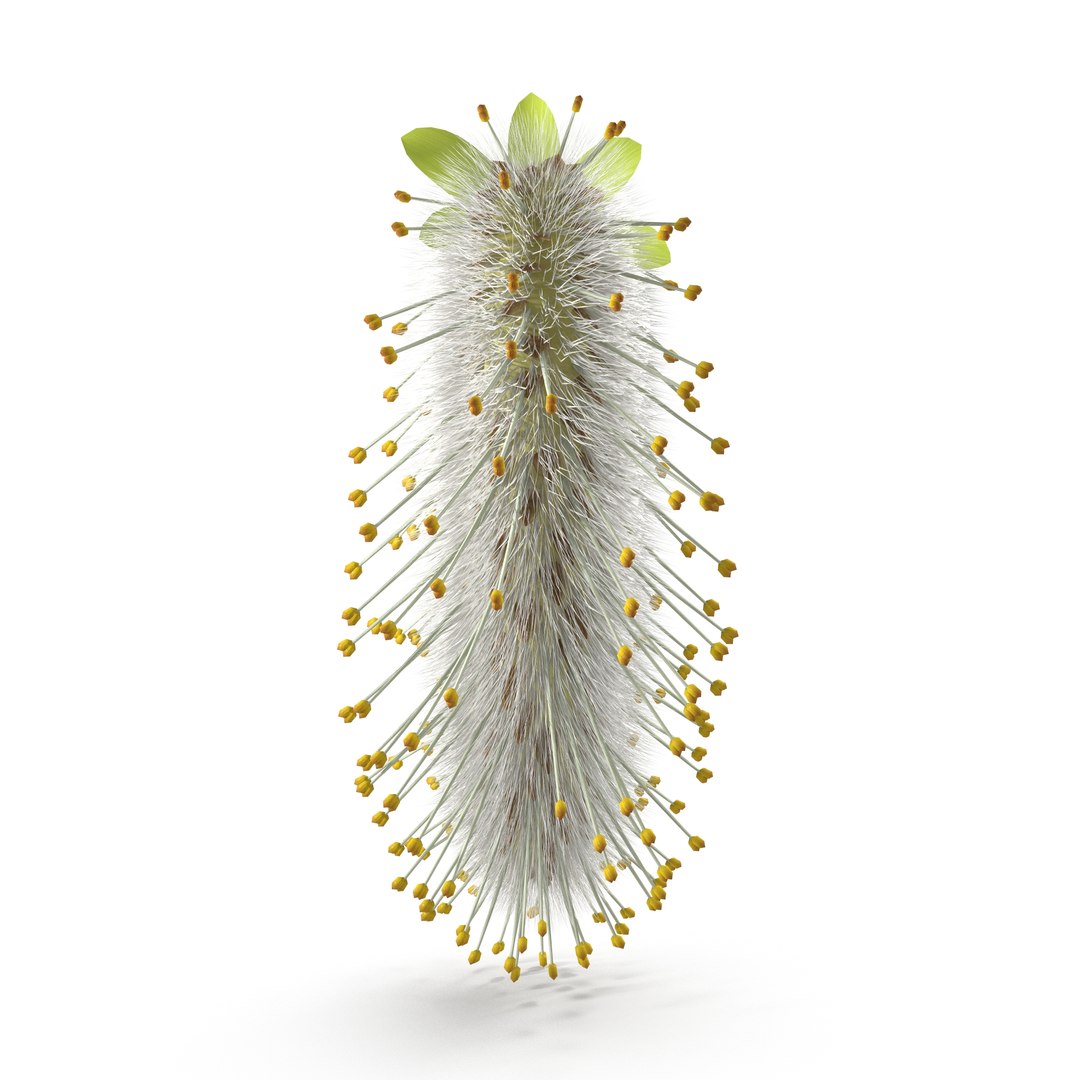Salix Discolor 3D Model - TurboSquid 2212307