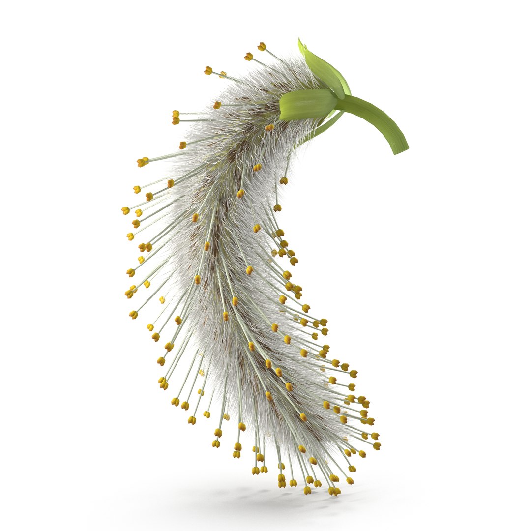 Salix Discolor 3D Model - TurboSquid 2212307