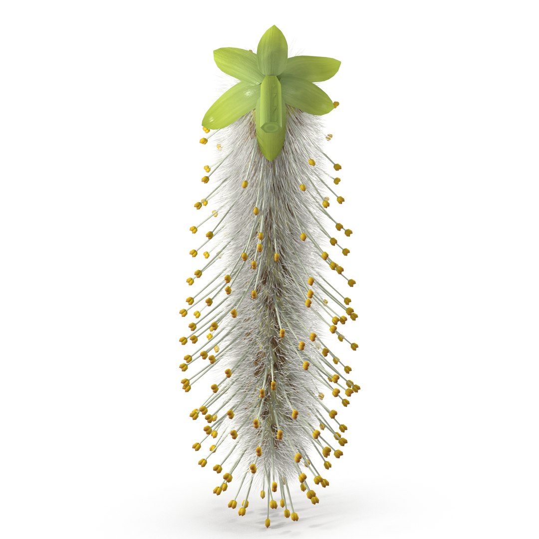Salix Discolor 3D Model - TurboSquid 2212307