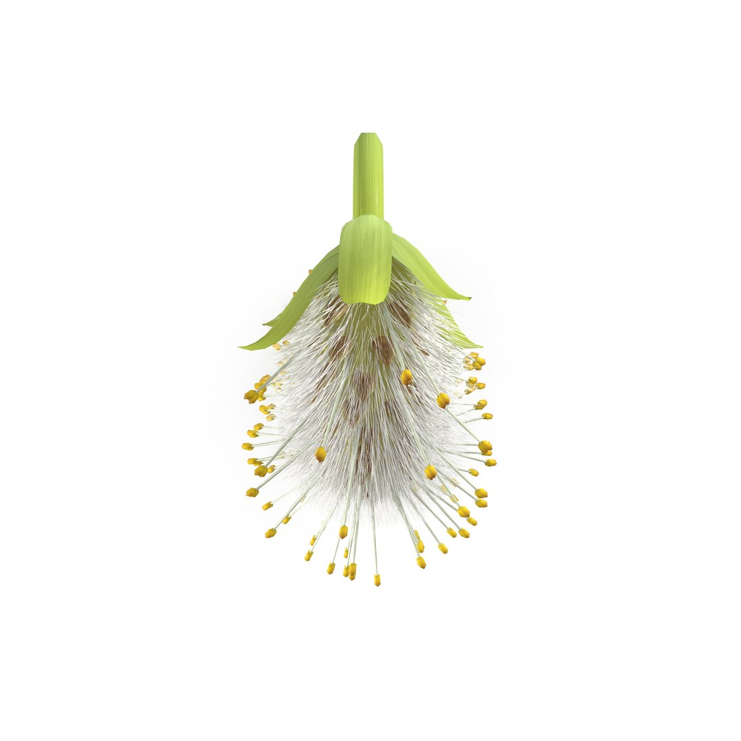 Salix Discolor 3D Model - TurboSquid 2212307