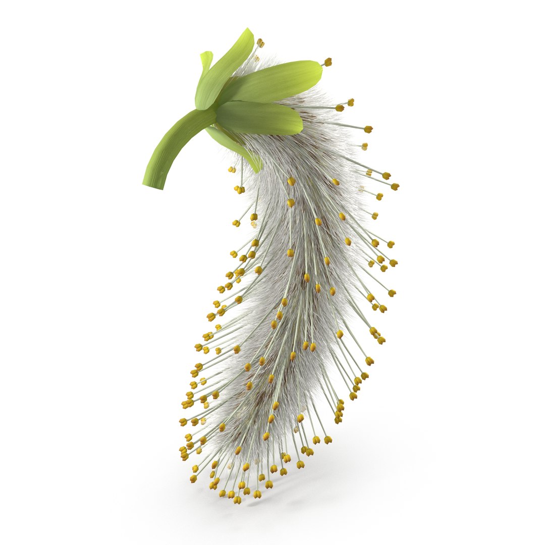Salix Discolor 3D Model - TurboSquid 2212307