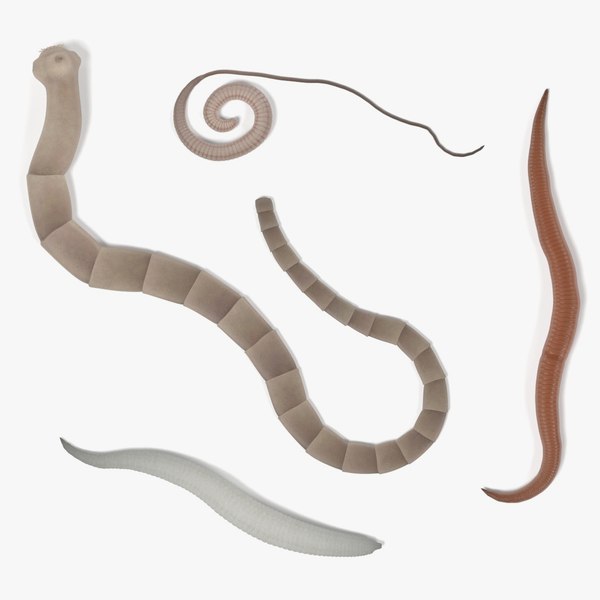 3D Parasite Models | TurboSquid