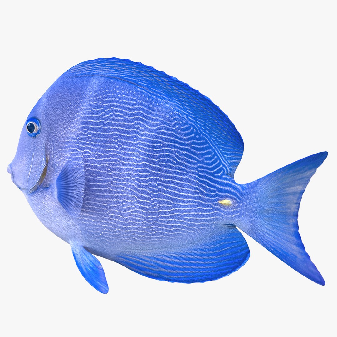 Doctorfish Doctor Fish 3D Model - TurboSquid 1312142