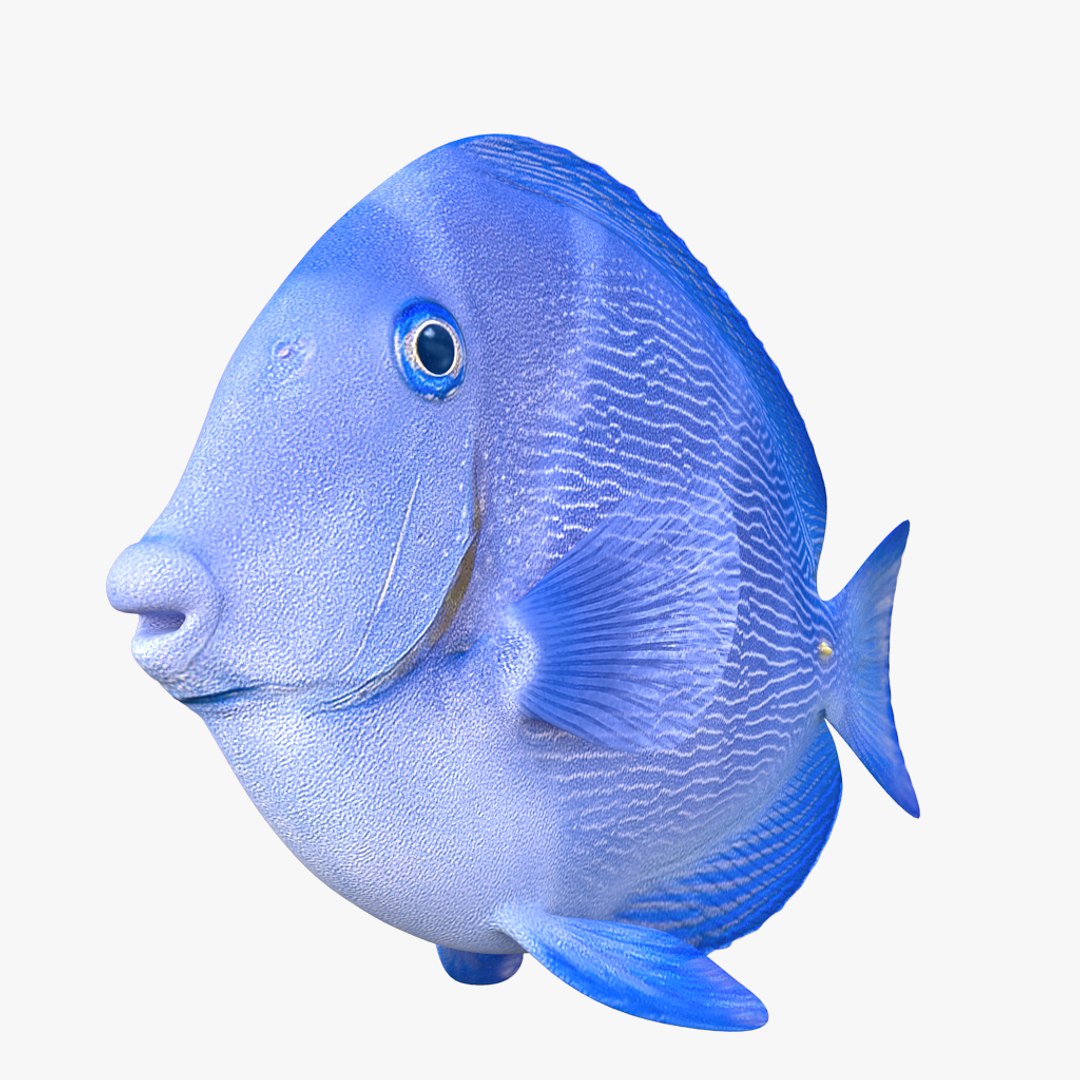 Doctorfish Doctor Fish 3D Model - TurboSquid 1312142