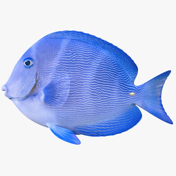 3D emperor angelfish fish animation - TurboSquid 1577605