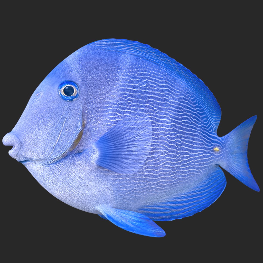 Doctorfish doctor fish 3D model - TurboSquid 1312142